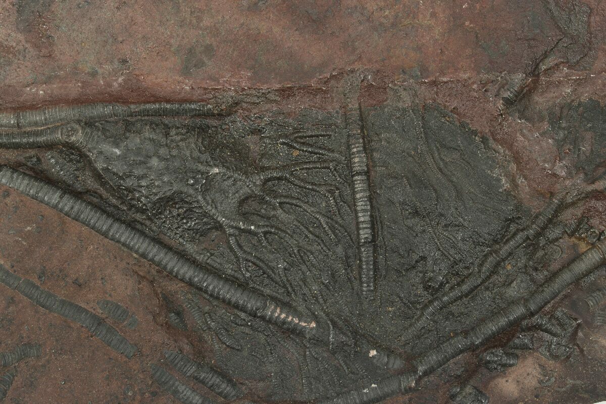 8.6" Silurian Fossil Crinoid (Scyphocrinites) Plate - Morocco (#230245 ...
