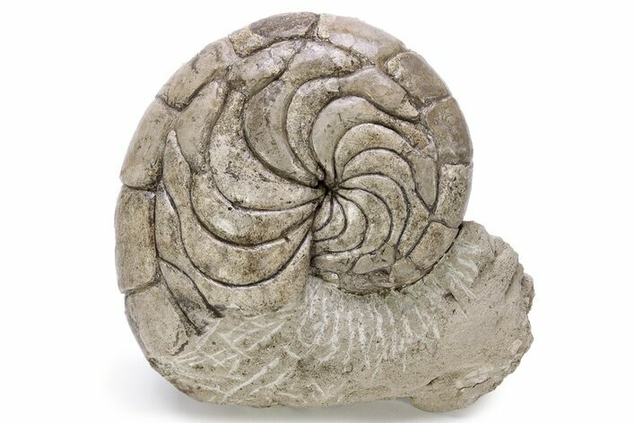 4.2" Fossil Nautilus (Aturia) - Boujdour, Morocco (#232736) For Sale ...