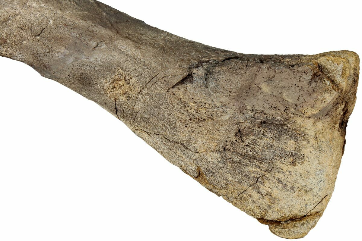 9.8" Hadrosaur (Edmontosaurus) Metatarsal - Wyoming (#232774) For Sale ...