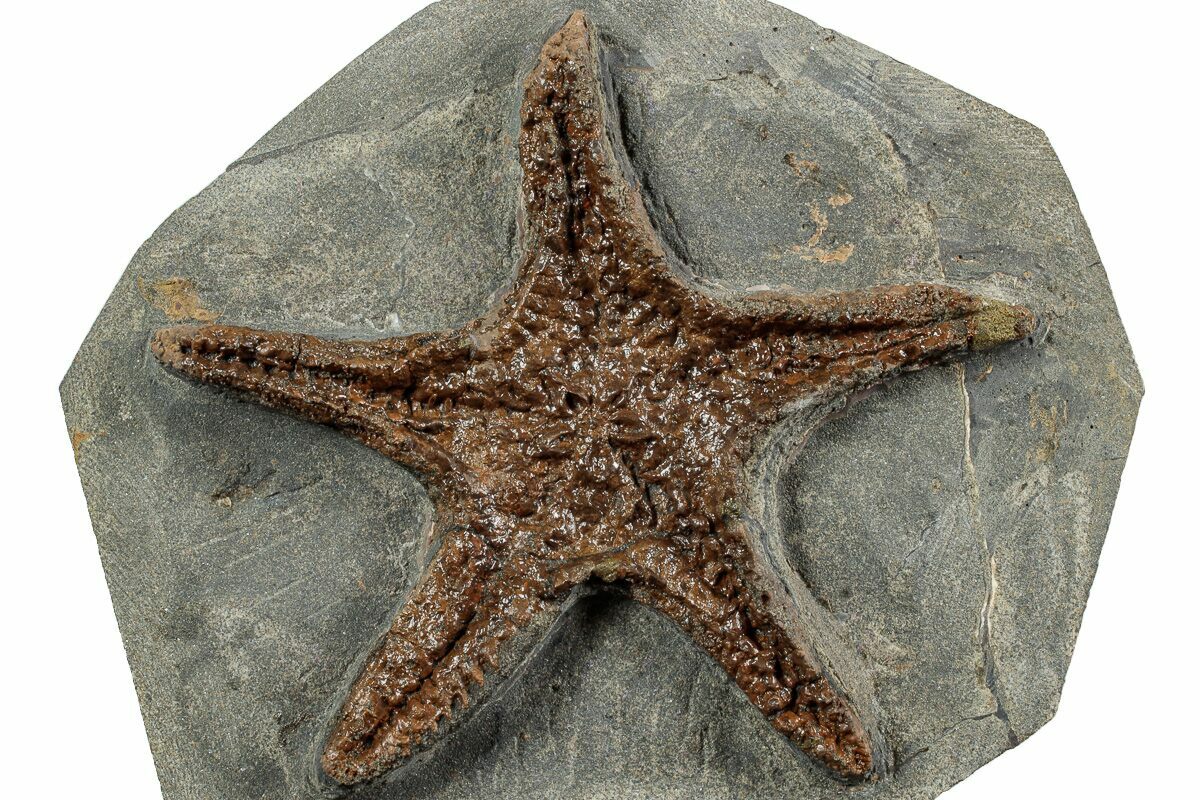 4.1" Upper Ordovician Fossil Starfish - Morocco (#232963) For Sale ...