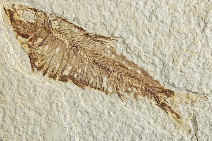 3.6" Fossil Fish (Knightia) - Green River Formation (#233128) For Sale ...