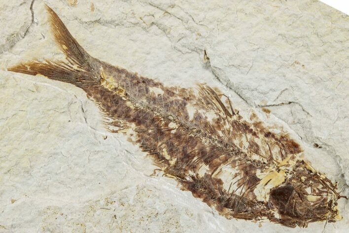 3.4" Fossil Fish (Knightia) - Green River Formation (#233113) For Sale ...