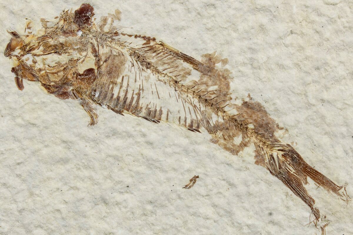 Bargain, 2.4" Fossil Fish (Knightia) - Green River Formation (#233121 ...