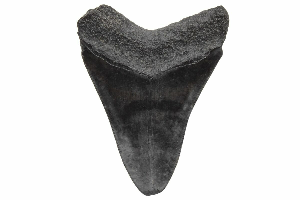 3.16" Fossil Megalodon Tooth - South Carolina (#233695) For Sale ...