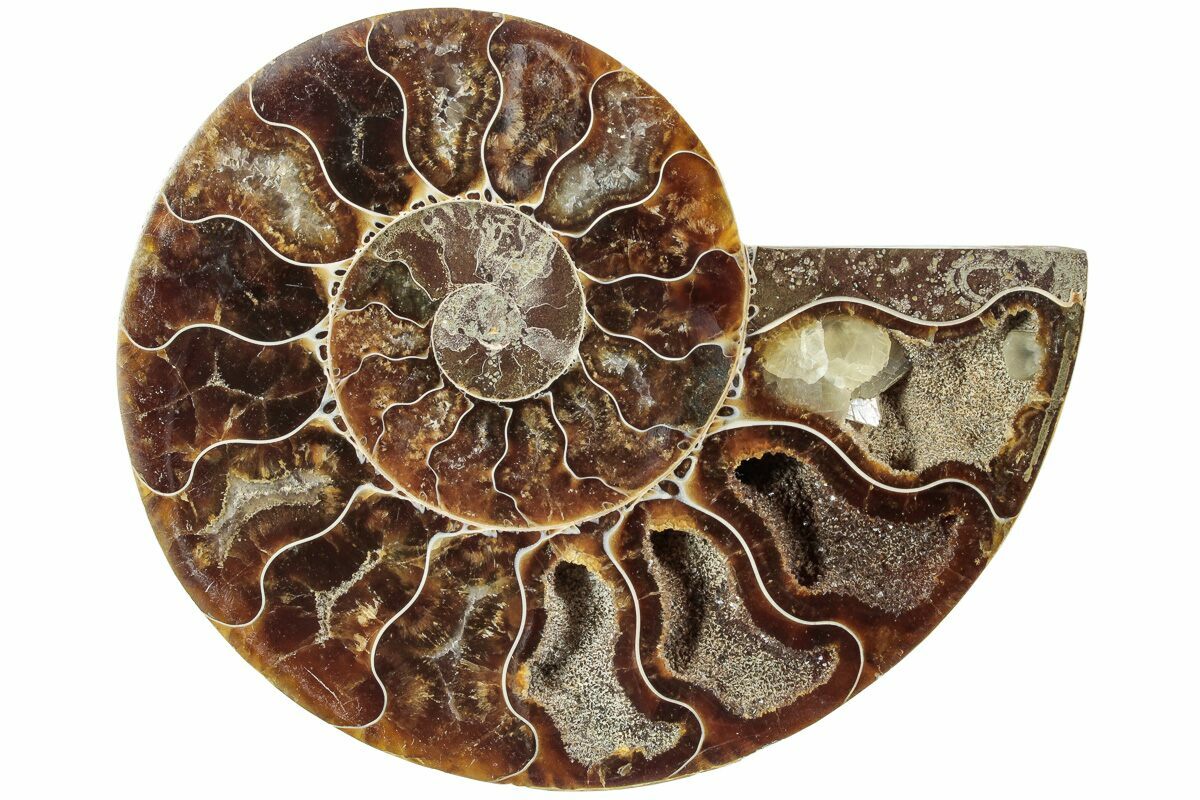 3" Cut & Polished Ammonite Fossil (Half) - Madagascar (#233552) For ...
