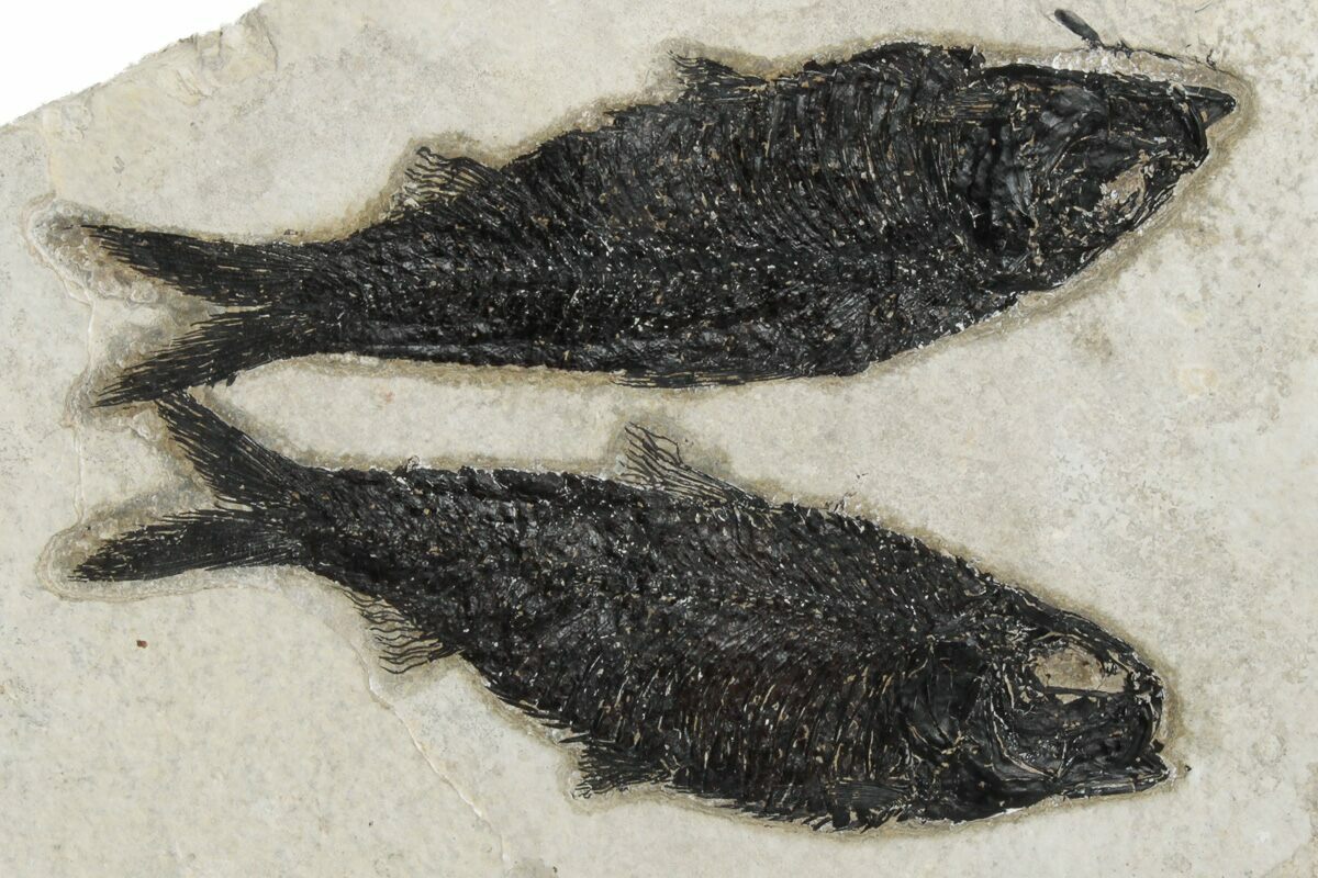 22" Multiple Fossil Fish (Knightia) Plate - Wyoming (#233867) For Sale ...