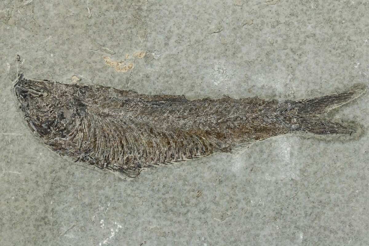 5.6" Detailed Fossil Fish (Knightia) - Wyoming (#233883) For Sale ...