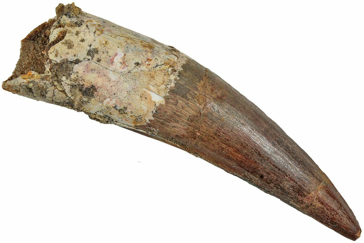4.32" Fossil Spinosaurus Tooth - Real Dinosaur Tooth (#233802) For Sale ...