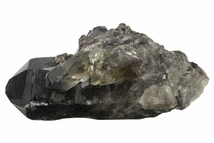 7.4" Dark Smoky Quartz Crystal - Minas Gerais, Brazil (#234075) For ...