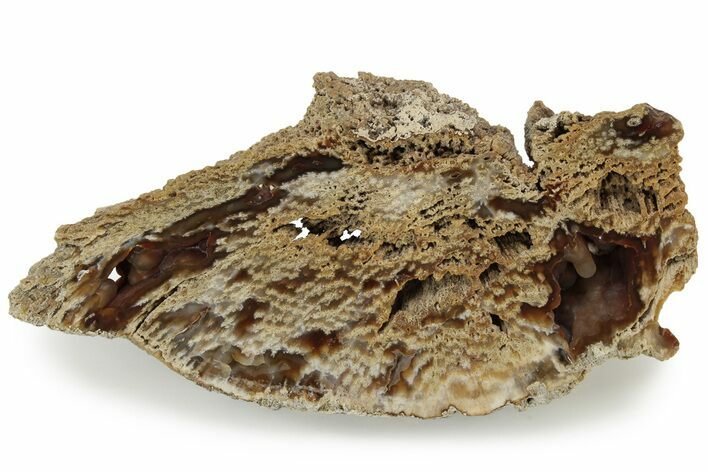 11.4" Agatized Fossil Coral - Florida (#234366) For Sale - FossilEra.com