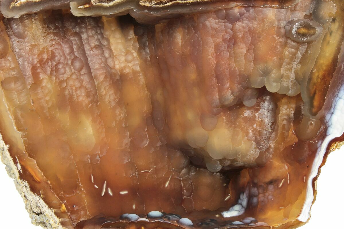 7" Agatized Fossil Coral Geode - Florida (#234369) For Sale - FossilEra.com