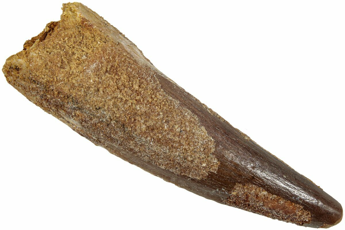 2.5" Fossil Spinosaurus Tooth - Real Dinosaur Tooth (#234316) For Sale ...