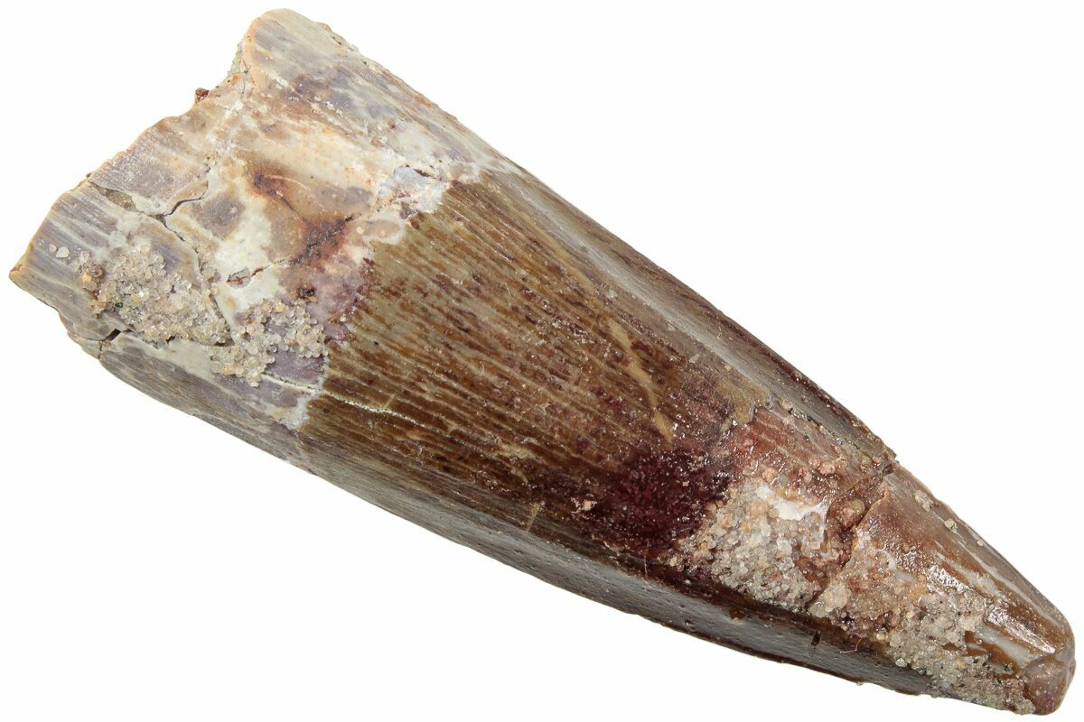 2.12" Fossil Spinosaurus Tooth - Real Dinosaur Tooth (#234335) For Sale ...