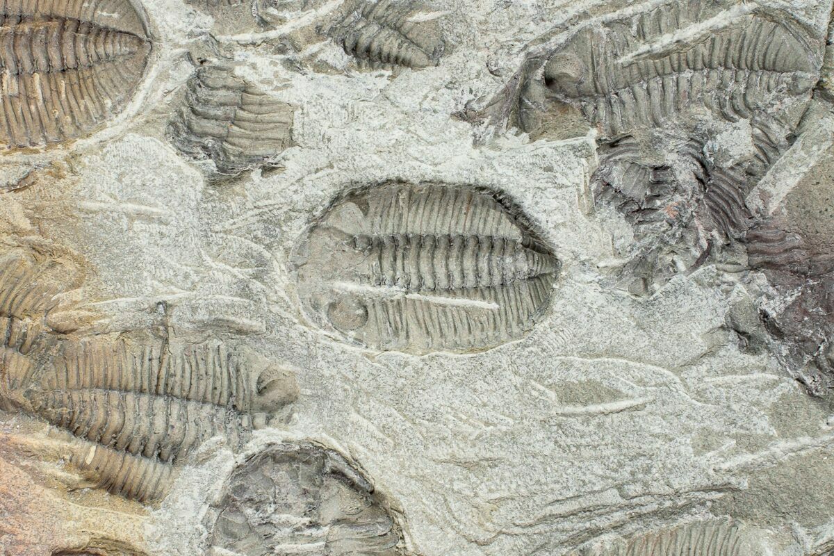 Bargain, 5.2" Ordovician Trilobite Mortality Plate - Morocco (#233535 ...