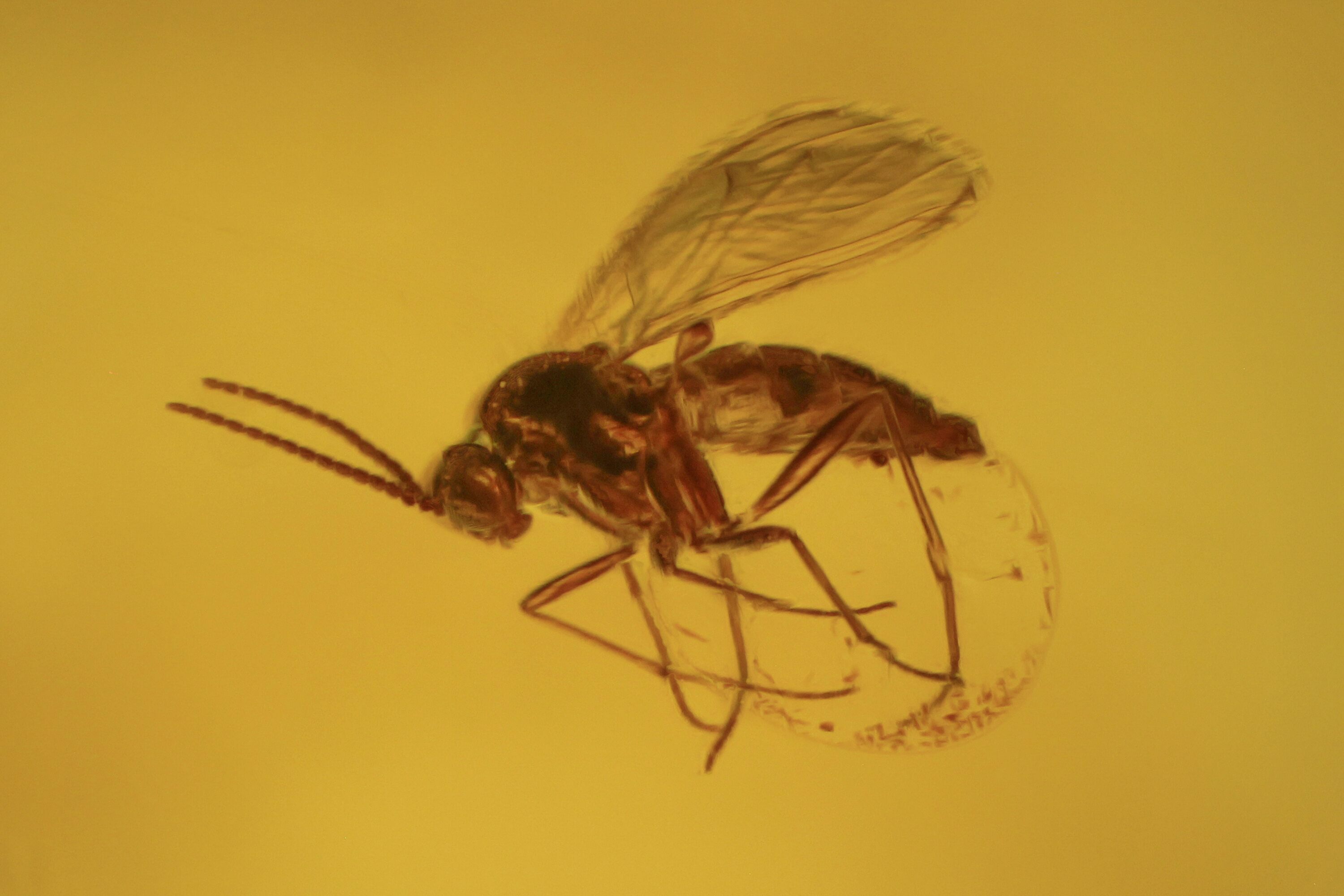 Fossil Fly (Diptera) In Baltic Amber (#234549) For Sale - FossilEra.com