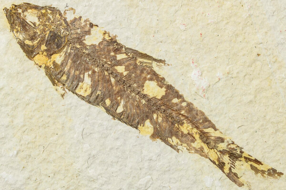 3.2" Fossil Fish (Knightia) - Green River Formation (#234238) For Sale ...