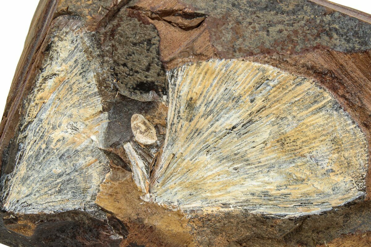 1.5" Fossil Ginkgo Leaf From North Dakota - Paleocene (#234564) For ...