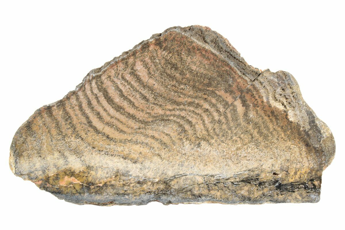 5.7" Polished Strelley Pool Stromatolite Slab - 3.43 Billion Years Old ...