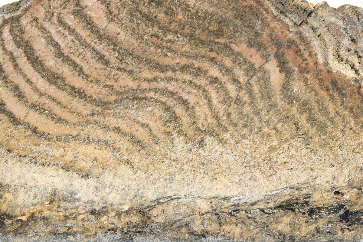5.7" Polished Strelley Pool Stromatolite Slab - 3.43 Billion Years Old ...