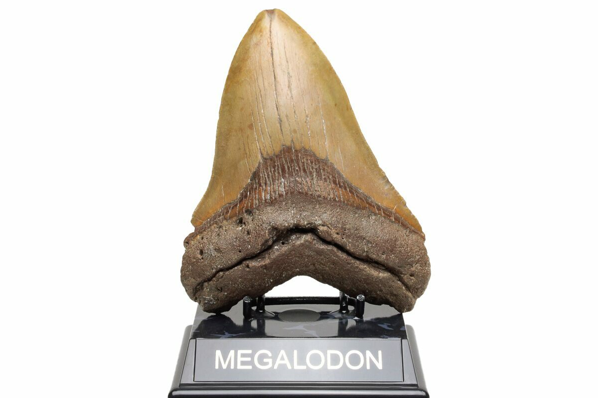 6.02" Fossil Megalodon Tooth - 50 Foot Shark! (#235123) For Sale ...