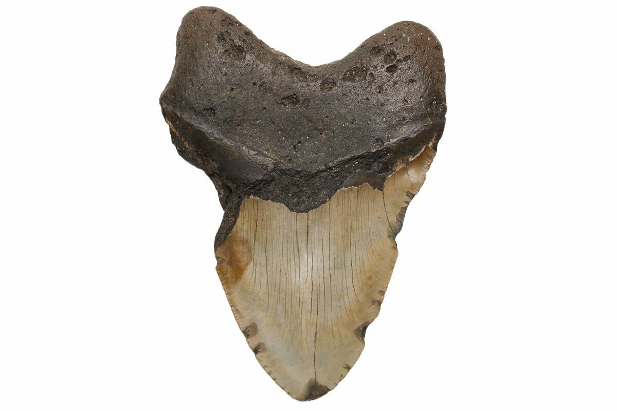 Bargain, 6.22" Fossil Megalodon Tooth - North Carolina (#235135) For ...