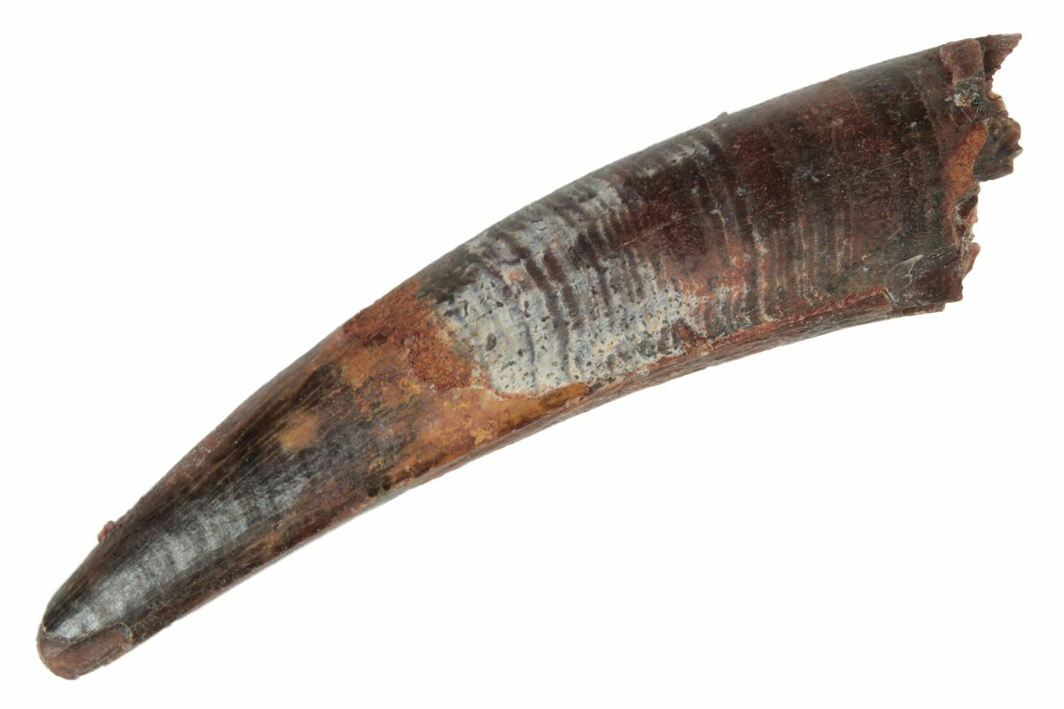 1.5" Fossil Pterosaur (Siroccopteryx) Tooth - Morocco (#235013) For ...