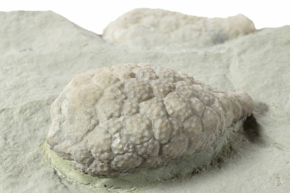 Two Cystoid (Holocystites) Fossils - Indiana (#232698) For Sale ...