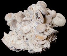 Echinoderm Fossils For Sale - FossilEra.com