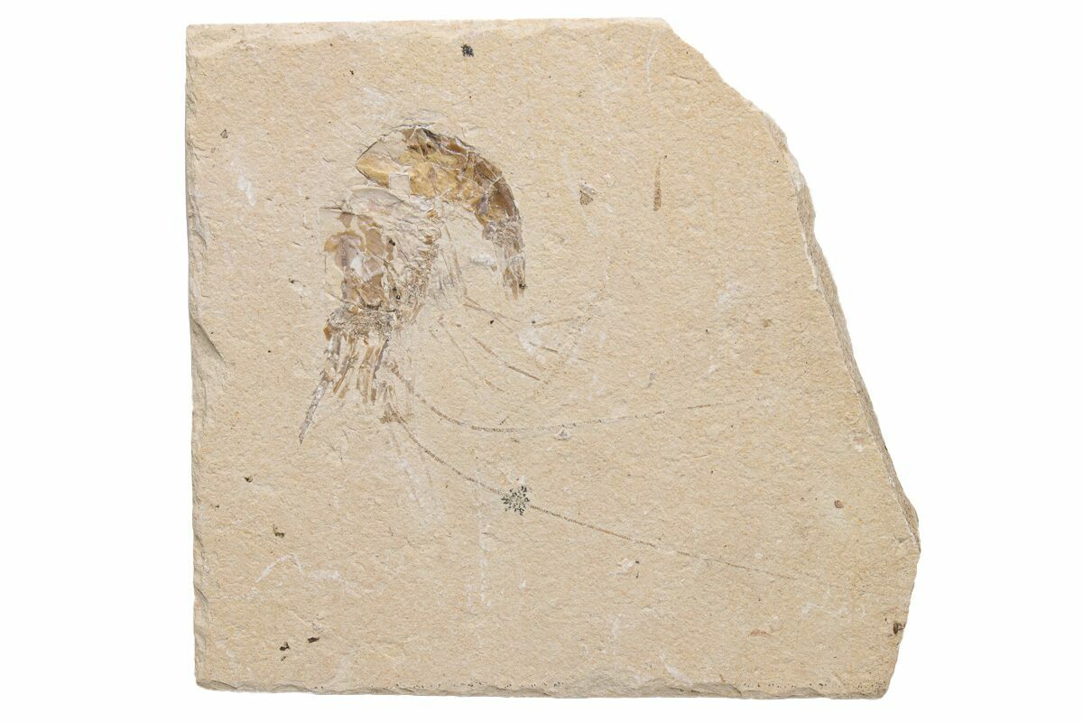1.5" Cretaceous Fossil Shrimp - Lebanon (#235541) For Sale - FossilEra.com