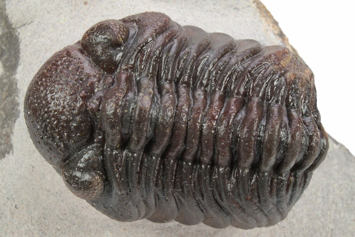 1.7" Red Morocops Trilobite - Zerig, Morocco (#235652) For Sale ...
