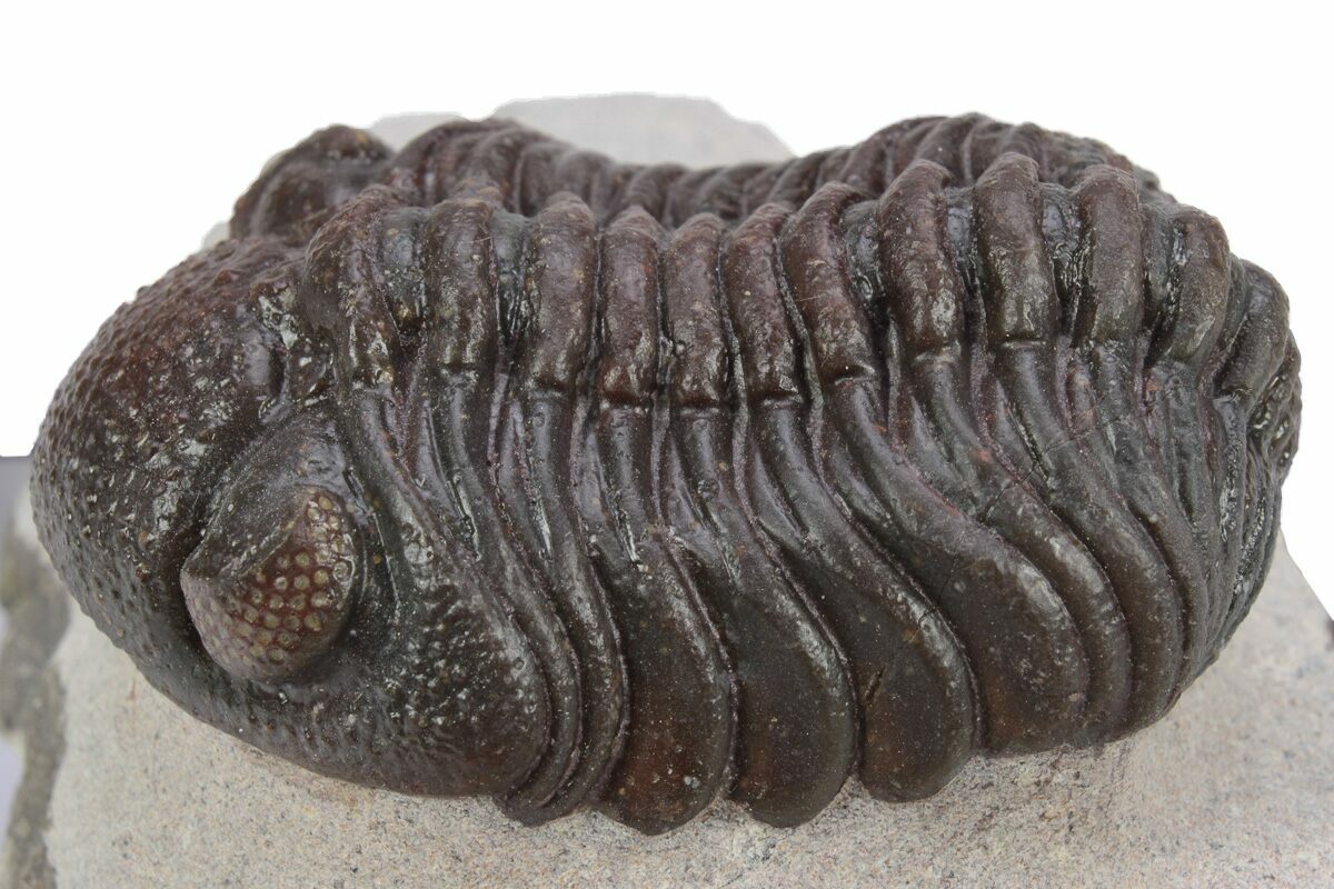 1.7" Red Morocops Trilobite - Zerig, Morocco (#235652) For Sale ...