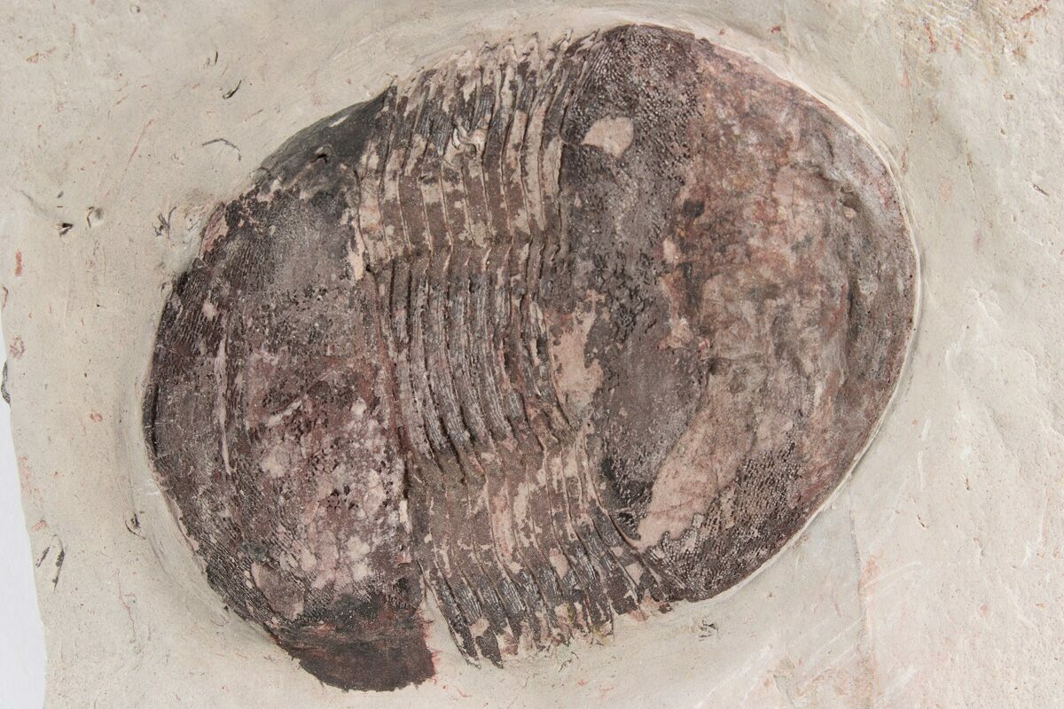 2.55" Undescribed Illaenid Trilobite - Timerzit, Morocco (#235784) For ...