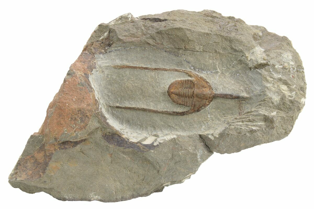 2.1" Lonchodomas (Ampyx) Trilobite - Morocco (#235793) For Sale ...