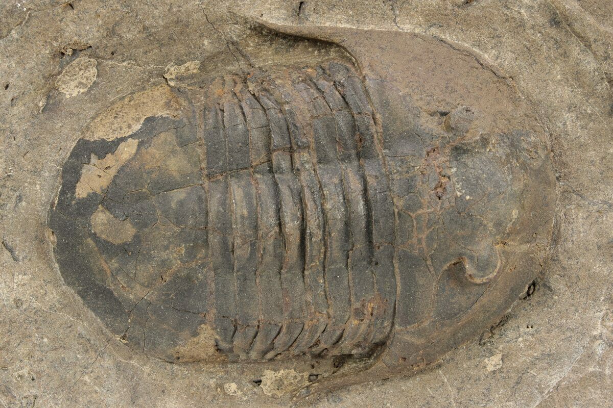 3" Inflated Ordovician Asaphellus Trilobite - Morocco (#235796) For ...