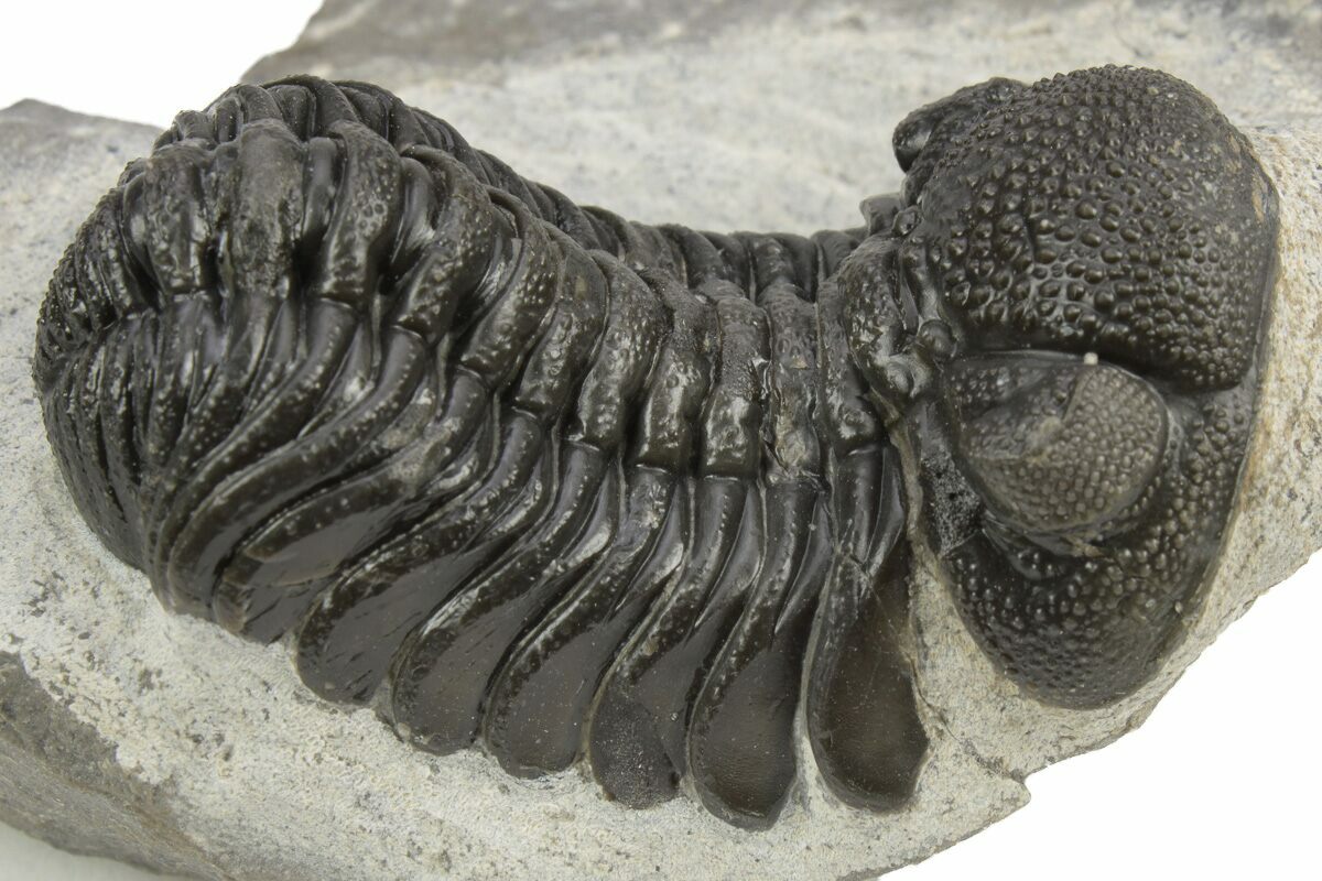 2.3" Detailed Morocops Trilobite - Ofaten, Morocco (#235695) For Sale ...