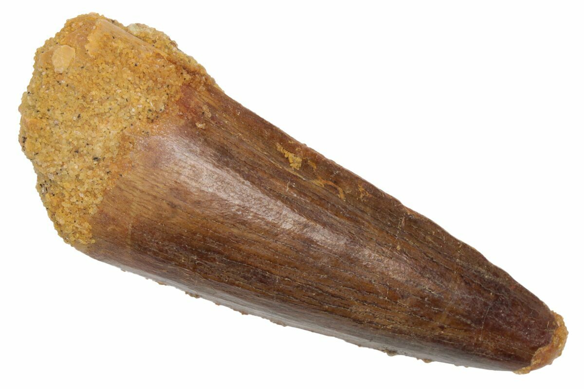 1.79" Fossil Spinosaurus Tooth - Real Dinosaur Tooth (#235840) For Sale ...