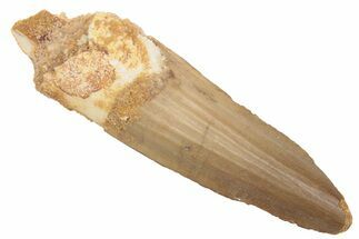 2.1" Fossil Spinosaurus Tooth - Real Dinosaur Tooth (#230722) For Sale ...