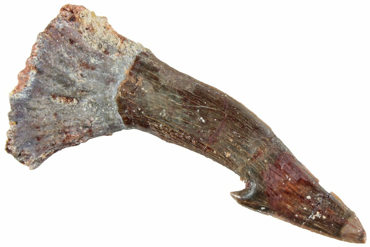 2.3" Fossil Sawfish (Onchopristis) Rostral Barb - Morocco (#236092) For ...