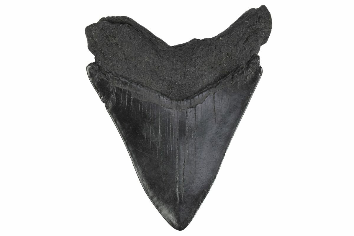 4.97" Fossil Megalodon Tooth - South Carolina (#236202) For Sale ...
