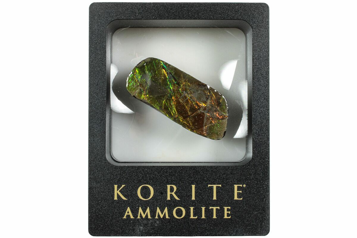 1.75" Iridescent Ammolite (Fossil Ammonite Shell) - Alberta, Canada ...