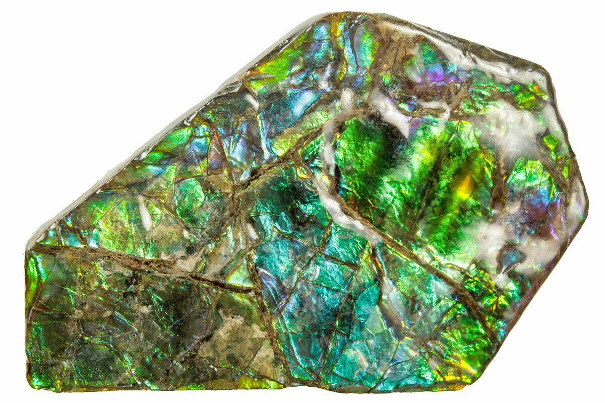 2.46" Iridescent Ammolite (Fossil Ammonite Shell) - Alberta, Canada ...