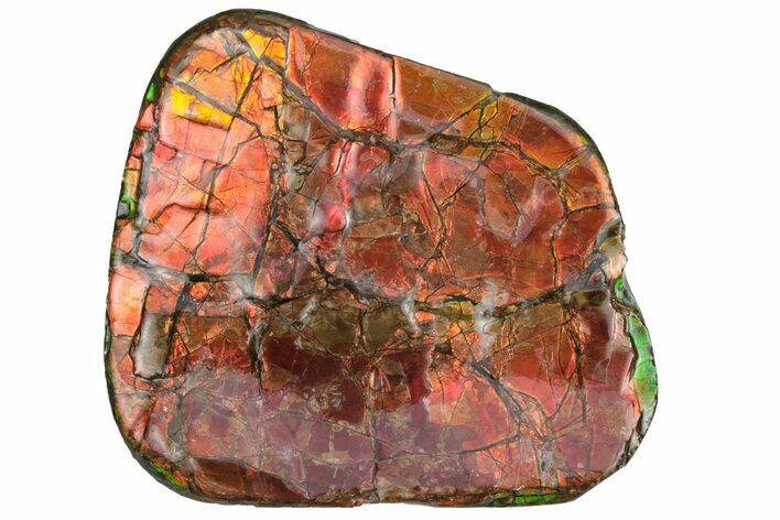 3.2" Fiery Red Ammolite (Fossil Ammonite Shell) - Alberta (#236402) For ...