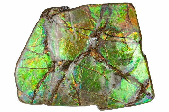 3.08" Green & Blue Ammolite (Fossil Ammonite Shell) - Alberta (#236405 ...