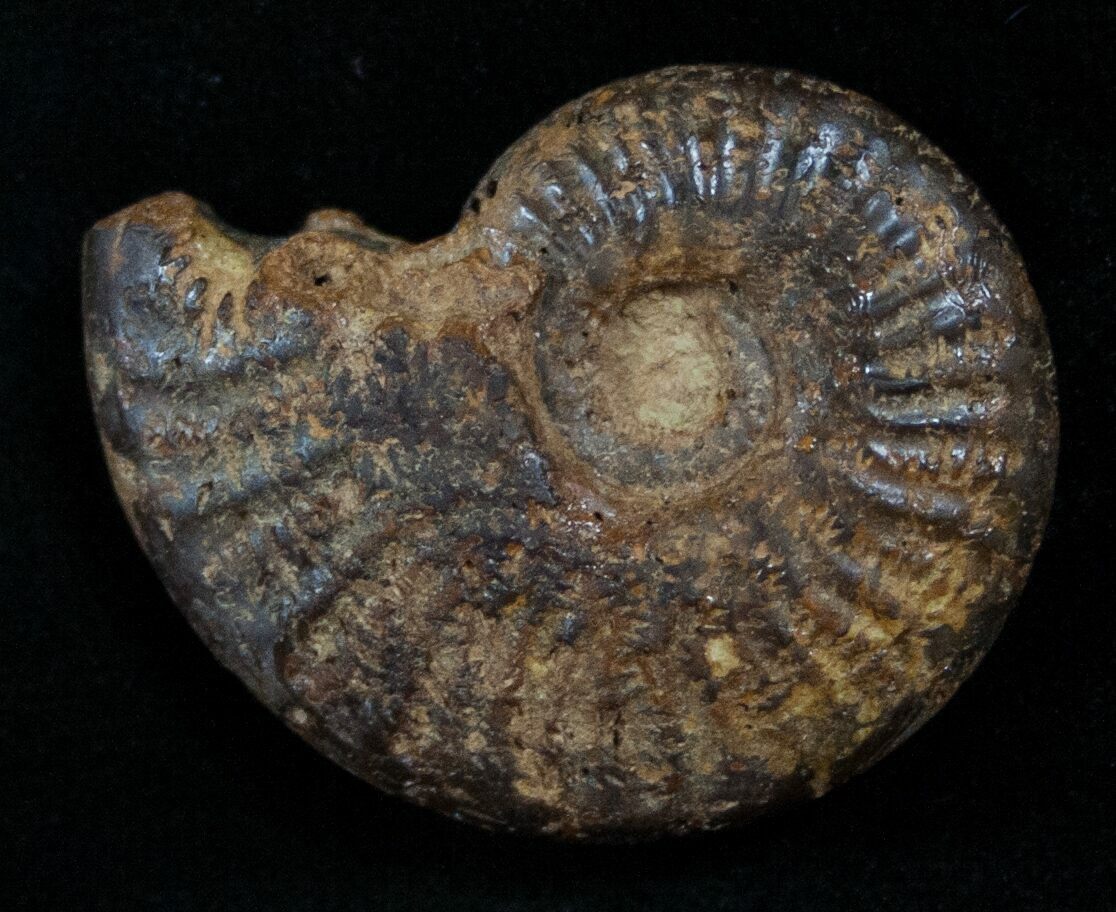 1.2" Pyritized Ammonites - Oujda, Morocco (#14225) For Sale - FossilEra.com