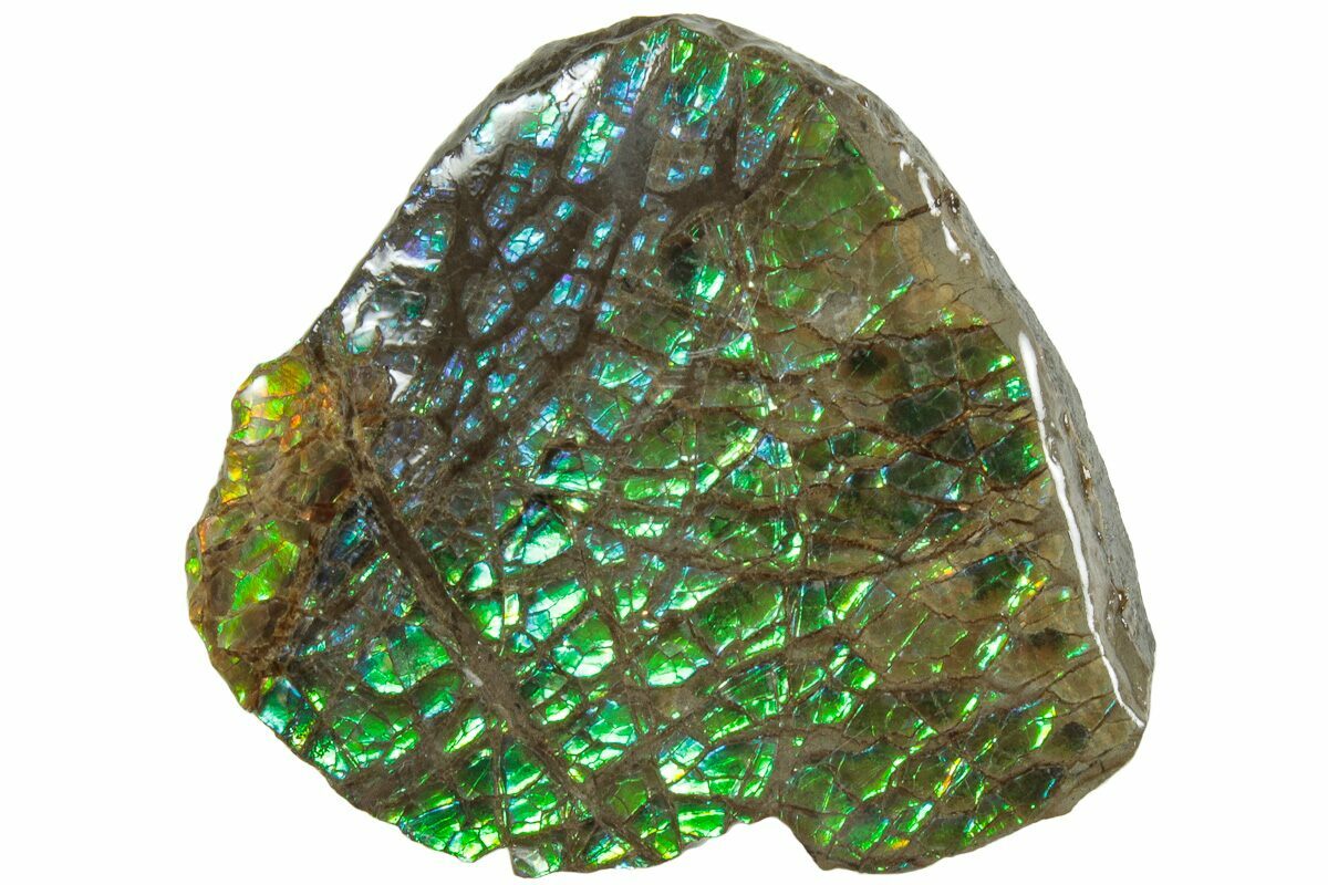 1.4" Brilliant Green Ammolite (Fossil Ammonite Shell) - Alberta ...
