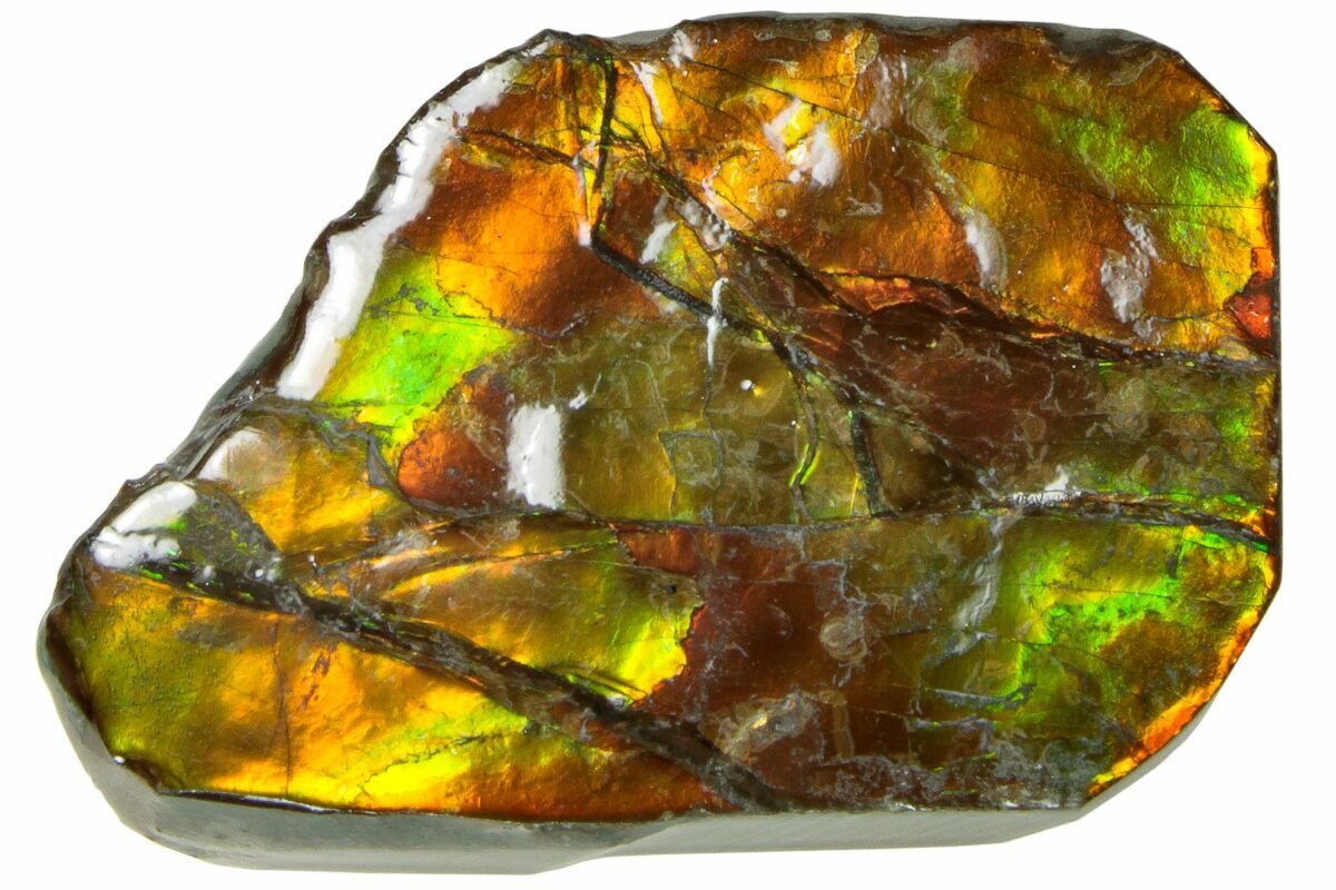 1.5" Rainbow-Colored Ammolite (Fossil Ammonite Shell) - Alberta ...
