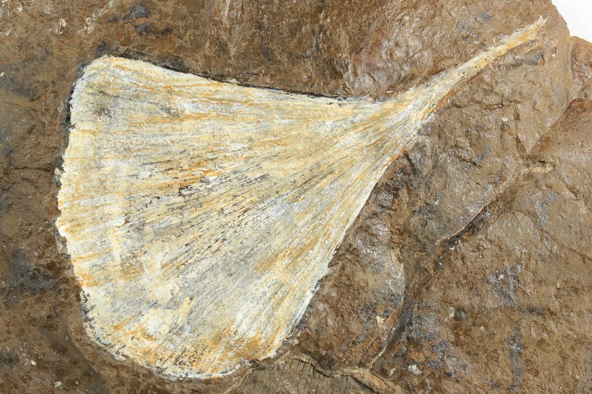 2.85" Fossil Ginkgo Leaf From North Dakota - Paleocene (#236638) For ...