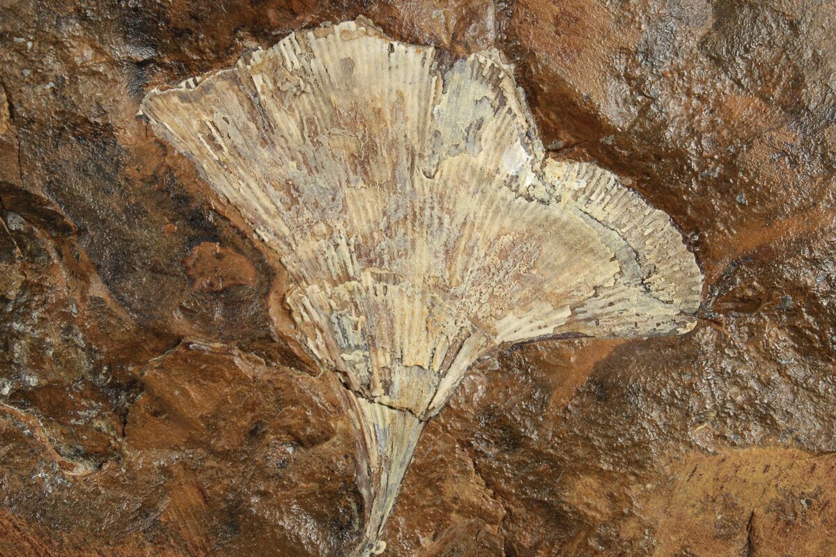 1.9" Fossil Ginkgo Leaf From North Dakota - Paleocene (#236655) For ...