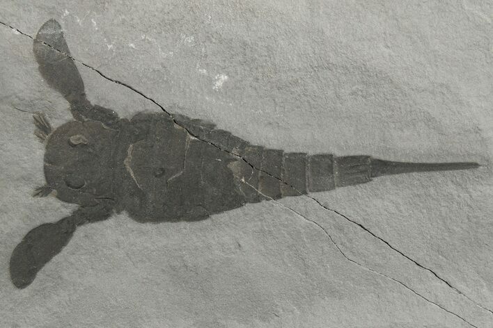 3.7" Eurypterus (Sea Scorpion) Fossil - New York (#236968) For Sale ...