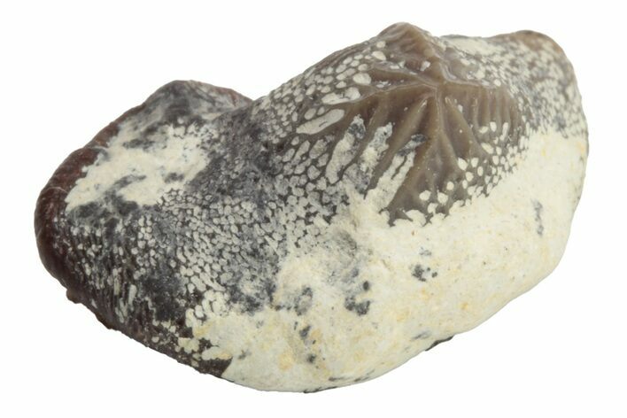 .49" Fossil Crusher Shark (Ptychodus) Tooth - Kansas (#218644) For Sale ...
